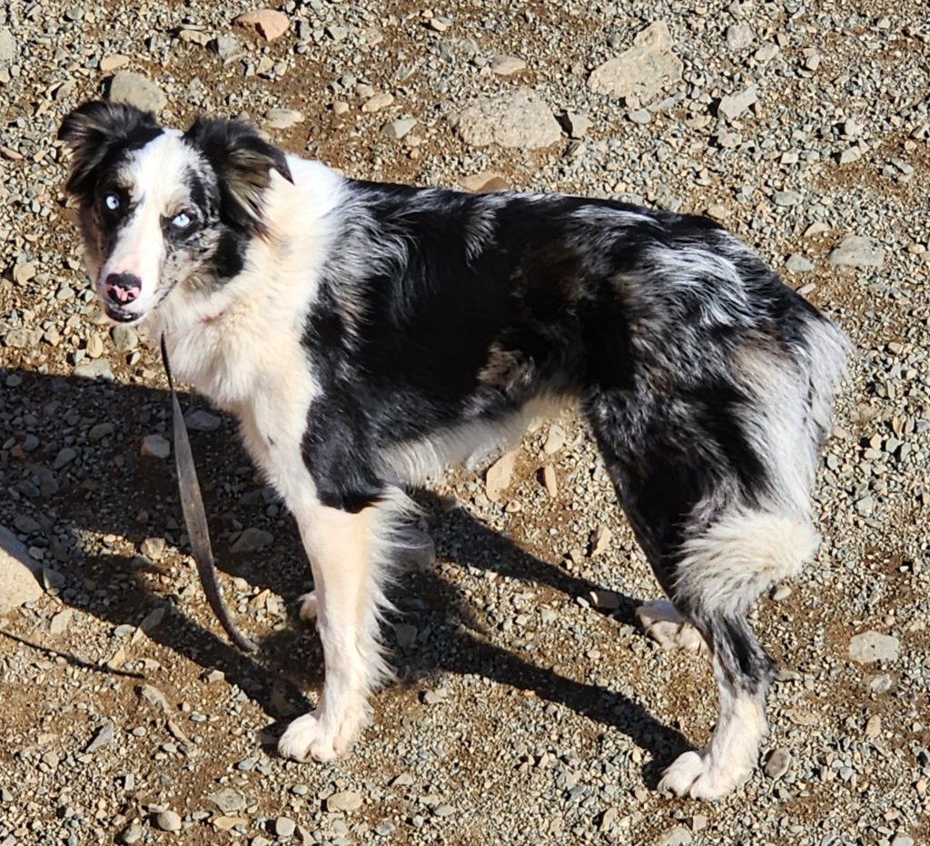 Meet our Pack | BLEU BELLE BORDER COLLIES